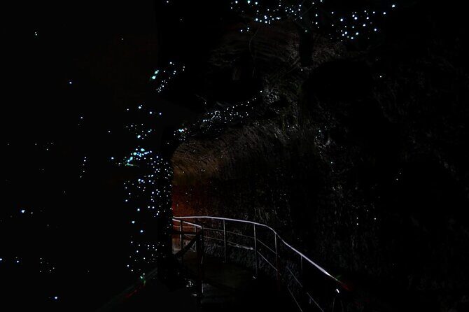 Hop on Hop off - Tamborine Rainforest Skywalk + Glow Worm Caves - Key Points