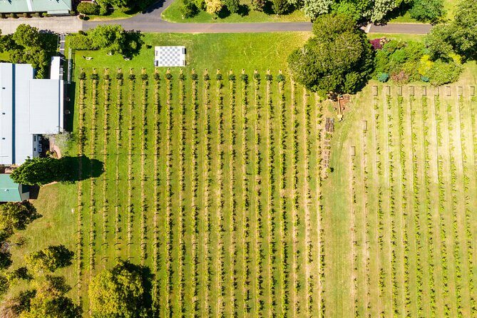 Hop on Hop off Wine tasting tour to Tamborine Mountain - Who Is This Tour Perfect For?