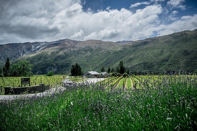Hop on Hop off Wine Tours Queenstown - Final Thoughts: Who Is This Tour Best For?
