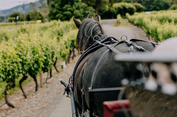 Horse and Carriage Wine Tour in Marlborough with Lunch - Who is this tour best for?
