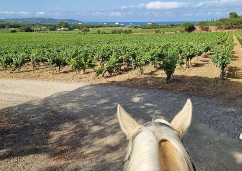 Horse back riding + wine tasting in Ramatuelle - Who Would Love This Tour?