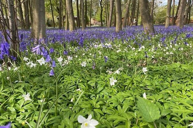 Horse drawn carriage ride york - An In-Depth Look at the Experience