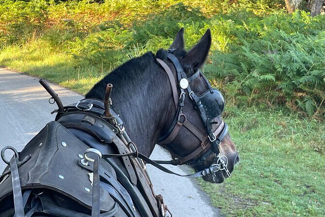 Horse-Drawn Carriage Tours in Killarney - Exploring the Itinerary: What You Can Expect