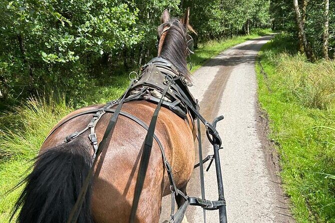 Horse-Drawn Carriage Tours in Killarney - The Sum Up