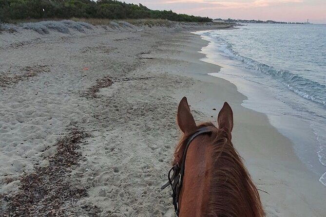 Horse ride in a Salento Nature Reserve with transfer from Lecce - Who Will Love This Tour?