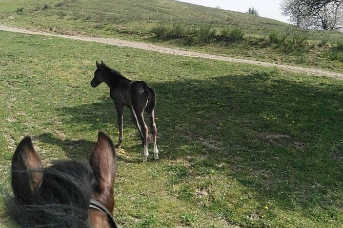 Horse ride in the Mugello (transfer from / to Florence) and Tuscan aperitif - FAQs