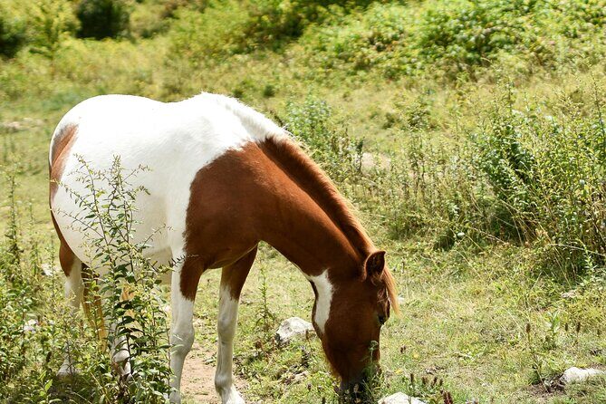 Horse Ride with Mountain Views - Who Should Consider This Tour