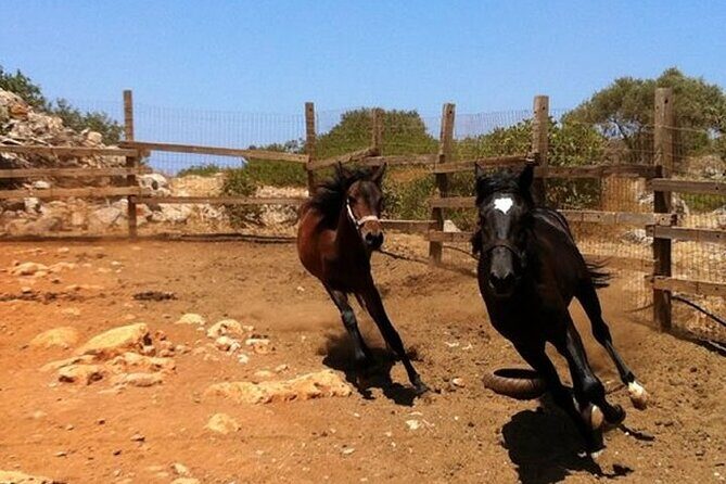 HORSE RIDING 1.5 hours mountains from area Hersonissos CRETE - An In-Depth Look at the Horse Riding Tour in Crete