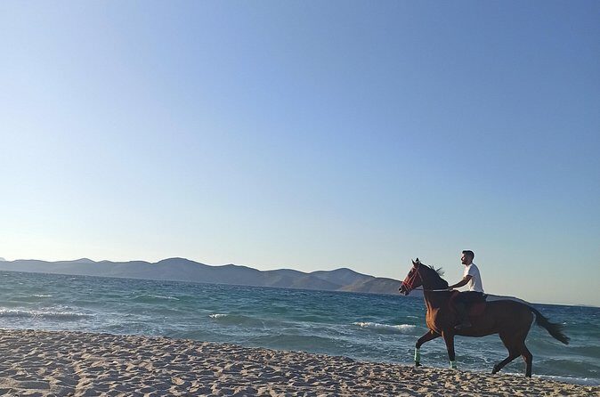 Horse Riding Experience on the Beach with Instructor - Who Will Enjoy This Tour?