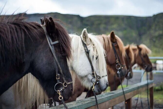 Horse Riding Tour in Reykjadalur (Smoky Valley)-All Riding Levels - Key Points  