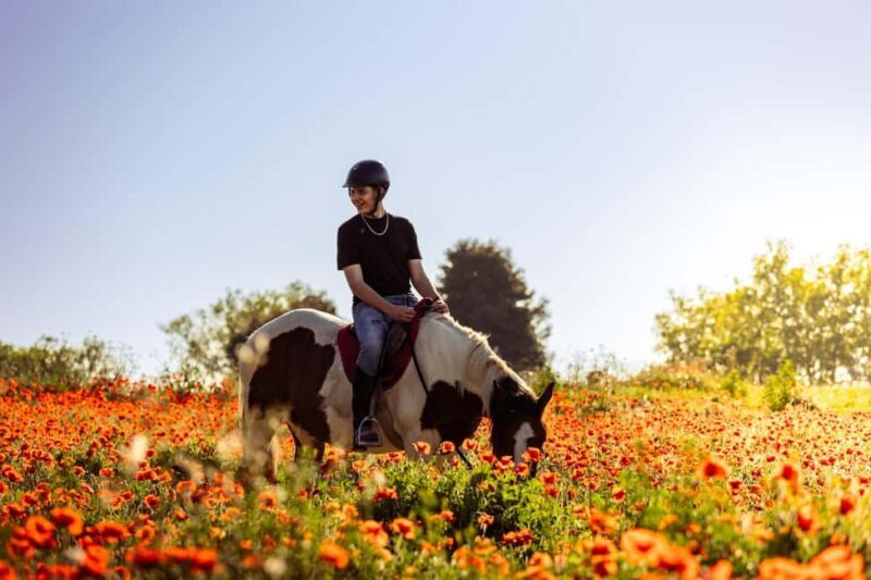 Horse Sanctuary in Rome - What Past Guests Say