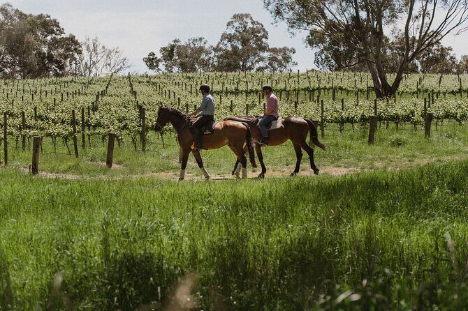 Horse Trail Ride and Wine Tasting at Adelaide Hills Winery - An Honest Look at the Adelaide Hills Horse Trail Ride & Wine Tasting