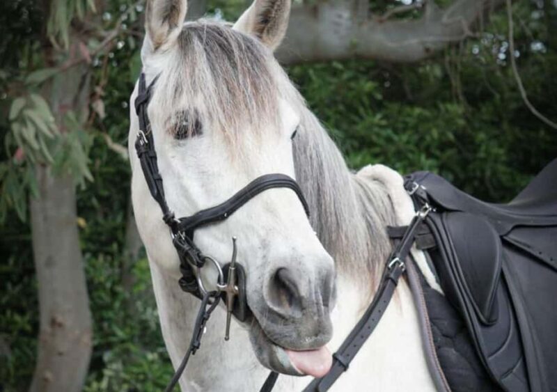 Horseback Ride on Mt. Vesuvius - An In-Depth Look at the Horseback Ride Experience