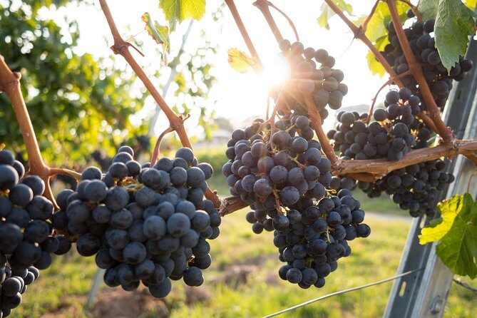 Horseback riding and wine tasting - Exploring the Itinerary: What to Expect from the Tour