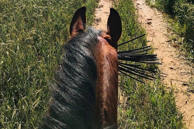 Horseback riding around Doñana National Park - Practical Tips for Your Ride