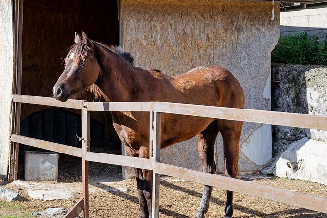 Horseback Riding on Mt. Vesuvius with Wine Tasting and Dinner - Authentic Experiences and Why Travelers Love It
