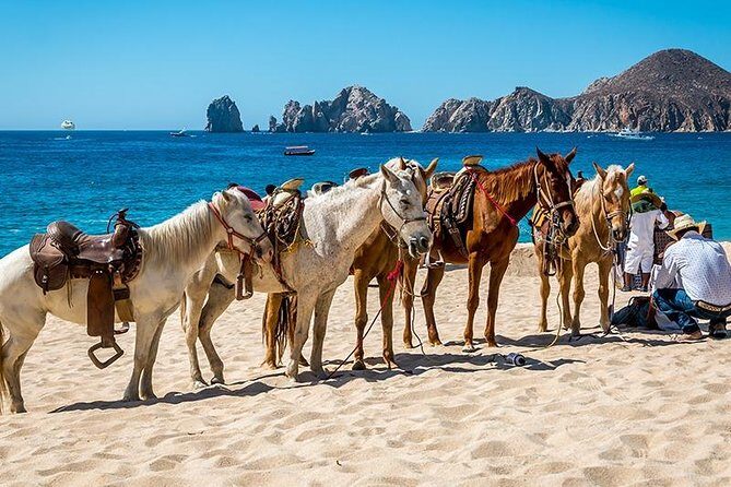 Horseback Riding on The Beach and Through The Desert! - Who Should Book This Tour?  