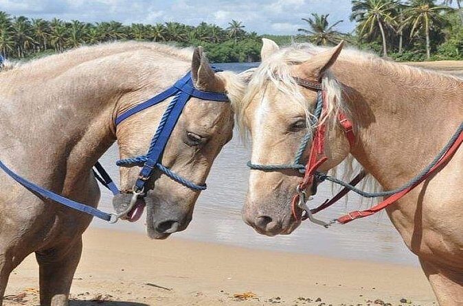 Horseback Riding to Maimon River from Punta Cana - FAQs
