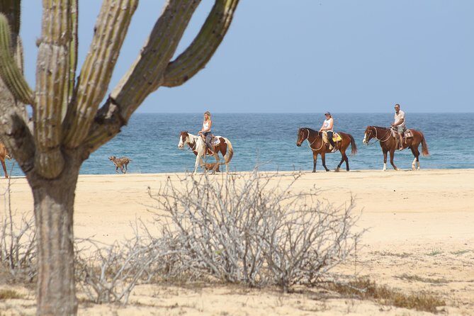 Horseback Riding Tour in Cabo San Lucas - What You Can Expect from the Tour