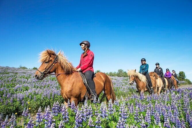 Horseback Riding Tour in Iceland - Who Should Consider This Tour?