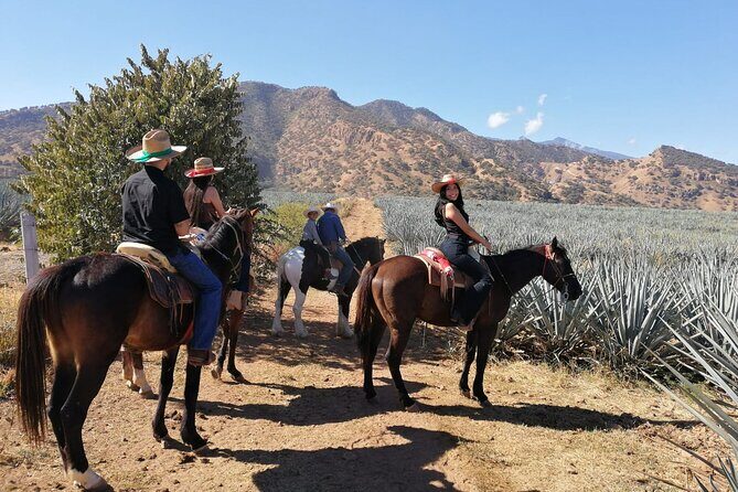 Horseback Riding Tour in The Agave Field with Lunch - Practical Aspects and Logistics