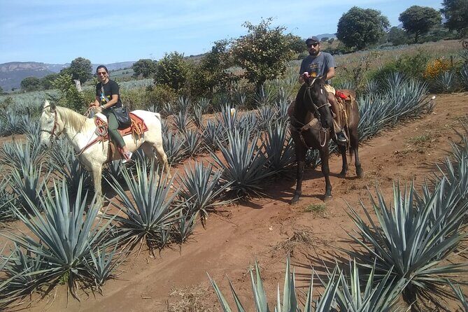 Horseback Riding Tour in The Agave Field with Lunch - Authentic Experiences You Can Expect