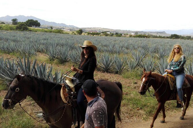 Horseback Riding Tour in The Agave Field with Lunch - Who Would Love This Tour?