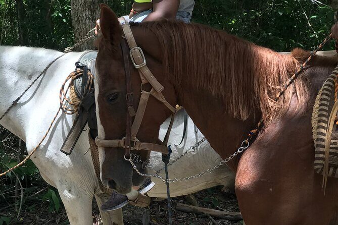 Horseback riding with ATV, zip lines and cenote, lunch and transfer - Cenote Swim: Cooling Off in the Mayan Underworld