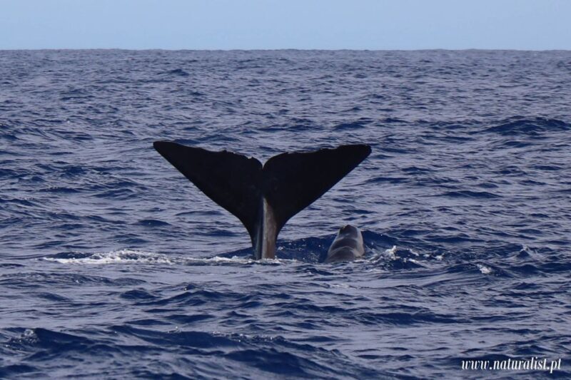 Horta: University Startup Whale and Dolphin RIB Boat Trip - Who Will Love This Tour?