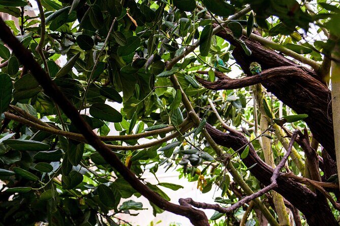 House of the Butterflies of the Collodi Pinocchio Polycentric Park - Why This Tour Delivers Value