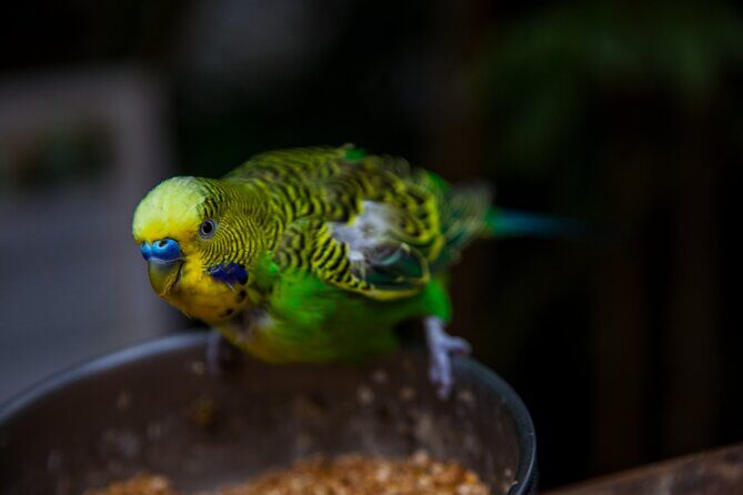House of the Butterflies of the Collodi Pinocchio Polycentric Park - Who Will Love This Tour?