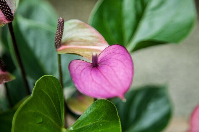 House of the Butterflies of the Collodi Pinocchio Polycentric Park - FAQs