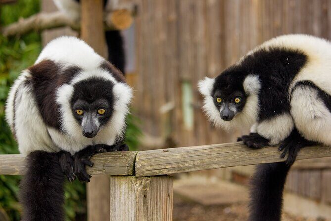 Howletts Day Ticket - The Park and Its Mission