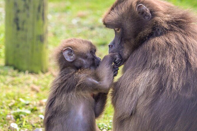 Howletts Day Ticket - The Itinerary and Highlights