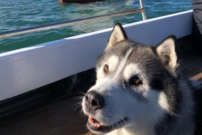 Howth Cliffs and Ireland's Eye Ferry Boat Tour - FAQ