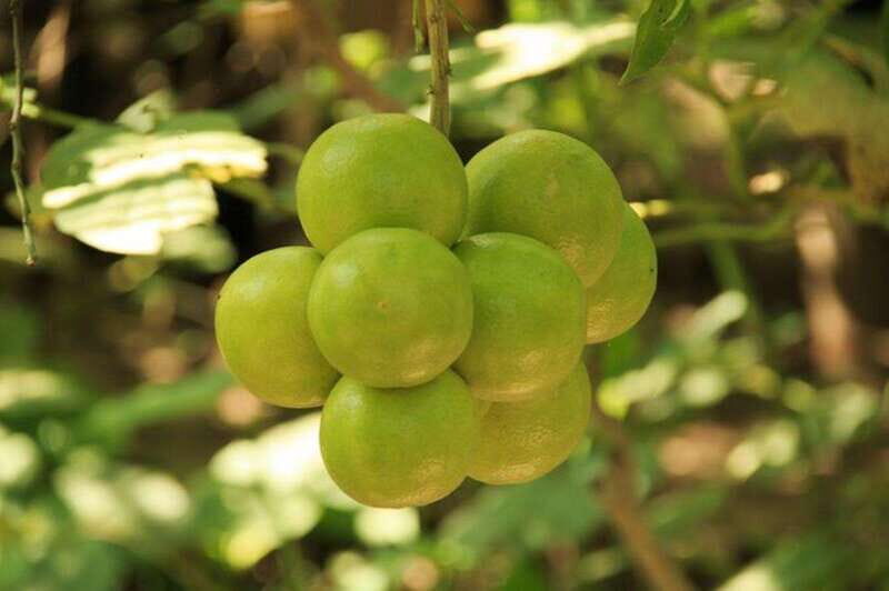 Huatulco: Authentic Rural Mexican Experience Adventure - Key Points