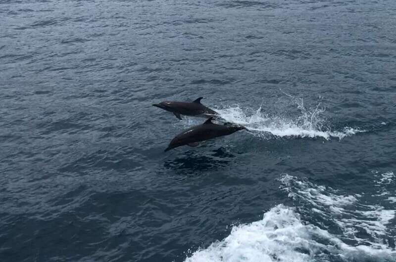 Huatulco: Awakening with Stars Dolphins Boat Cruise - Who Would Love This Tour?