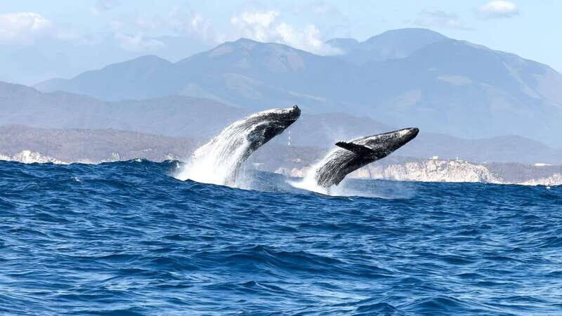 Huatulco: Awakening with Stars Dolphins Boat Cruise - FAQ