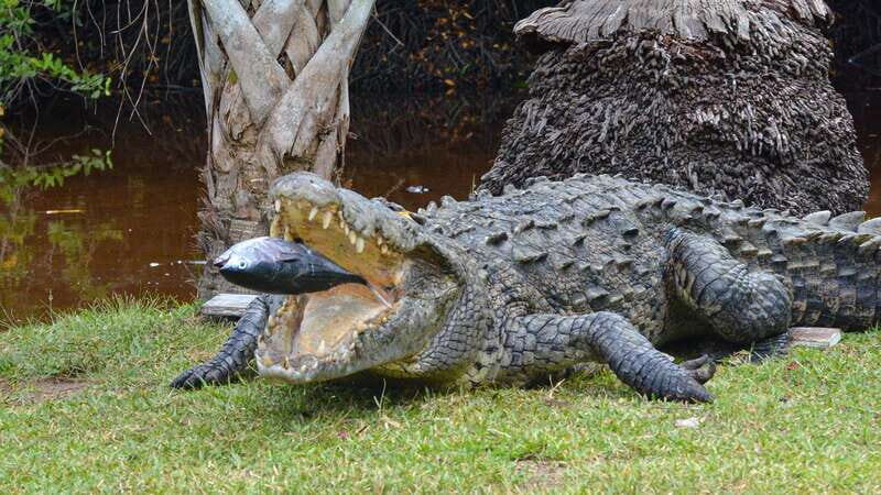 Huatulco: Ecotour with Crocodiles & migrating birds - FAQ