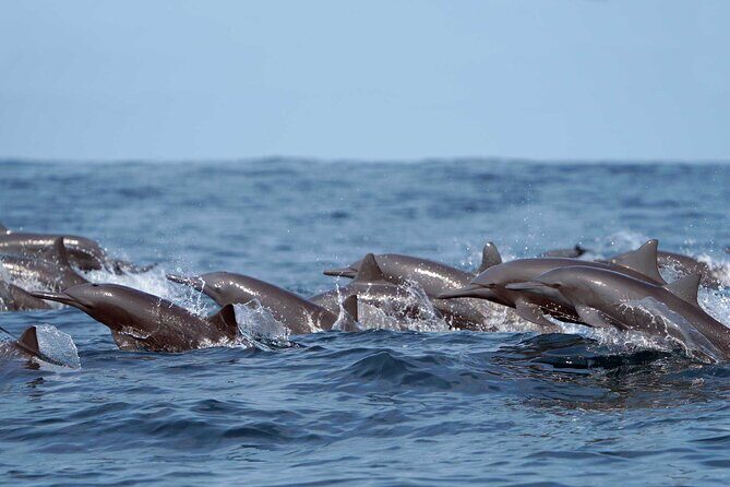 Huatulco Ocean, Bays & Coral Reef Snorkeling Adventures - Who Should Book This Tour?