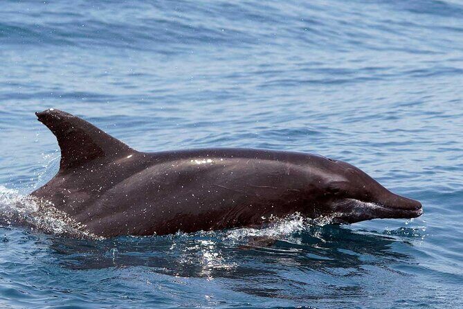 Huatulco Ocean, Bays & Coral Reef Snorkeling Adventures - FAQ