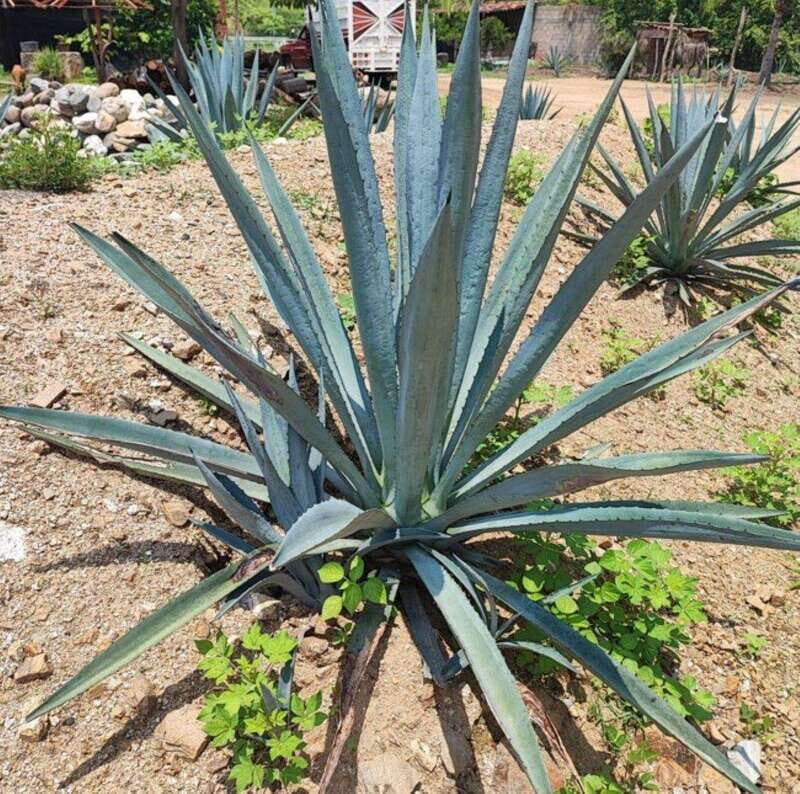 Huatulco: Private Mezcal Factory Experience - A Deep Dive into the Experience