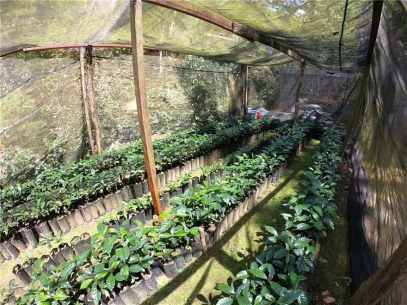 Huatulco: Santa Maria and Pluma Hidalgo Coffee Tour - Savoring Oaxacan Cuisine