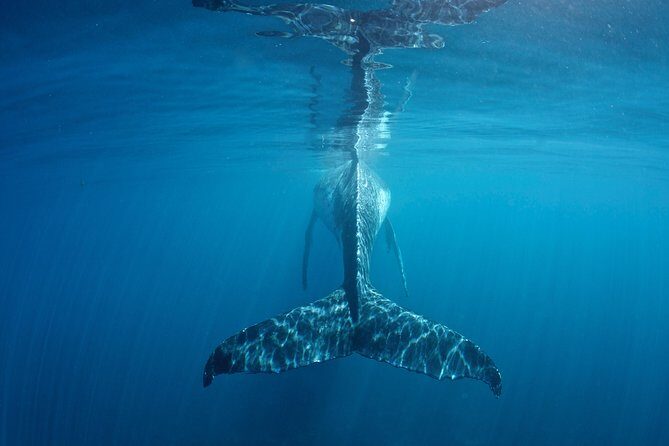 Humpback Whale Safari - The Real Value of the Tour