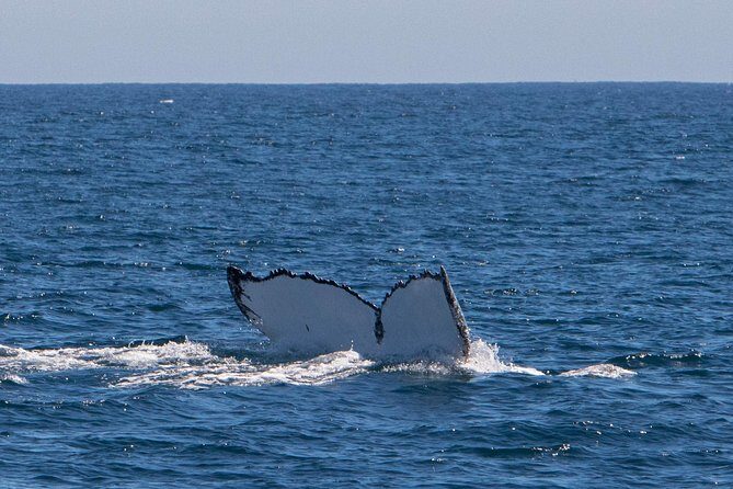 Humpback Whale Safari - Final Thoughts: Is It Worth It?