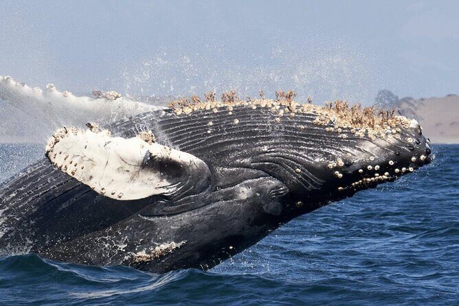 Humpback Whale Watching and Cabo San Lucas Arch Tour - What to Expect from the Tour