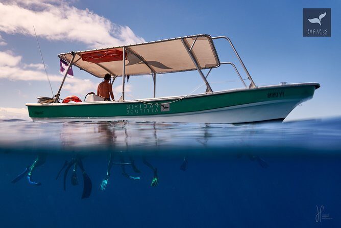 Humpback whale watching and marine life in Moorea - Highlights of the Experience