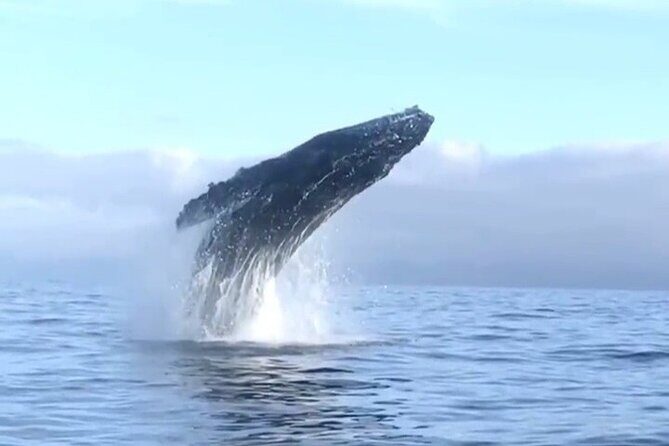 Humpback Whale Watching Private Tour - An In-Depth Look at the Whale Watching Experience