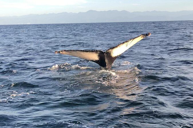 Humpback Whale Watching Private Tour - Who Should Take This Tour?
