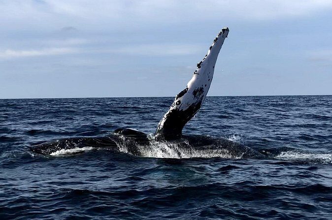 Humpback Whale Watching Private Tour - The Sum Up